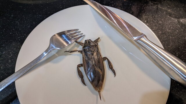 Lethocerus Indicus (Giant Water Bug) – C. Buddha's Hasty Musings