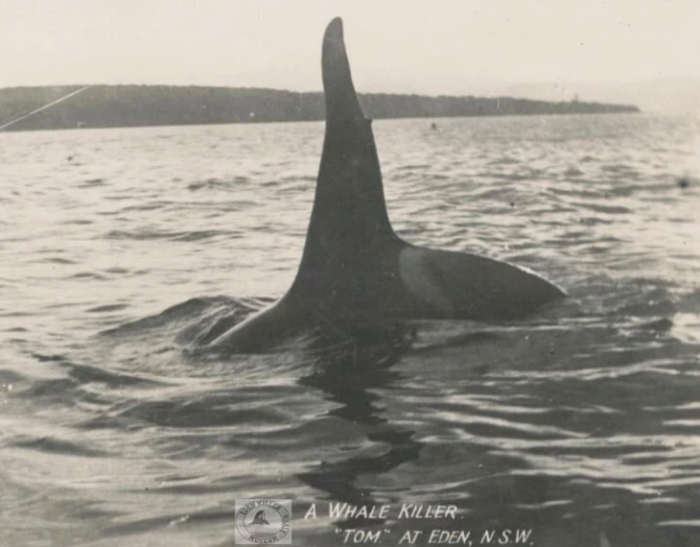 Old Tom and the Law of the Tongue – C. Buddha's Hasty Musings